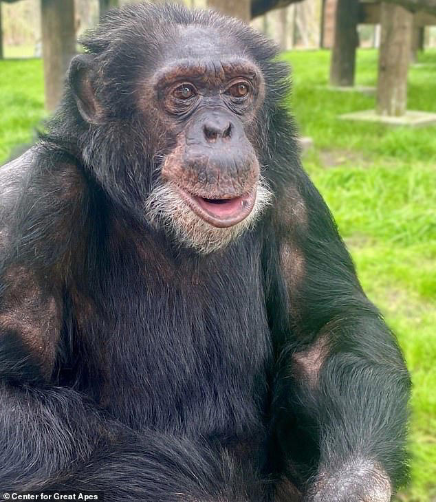 Michael Jackson's chimp Bubbles used to party all night but new photos ...