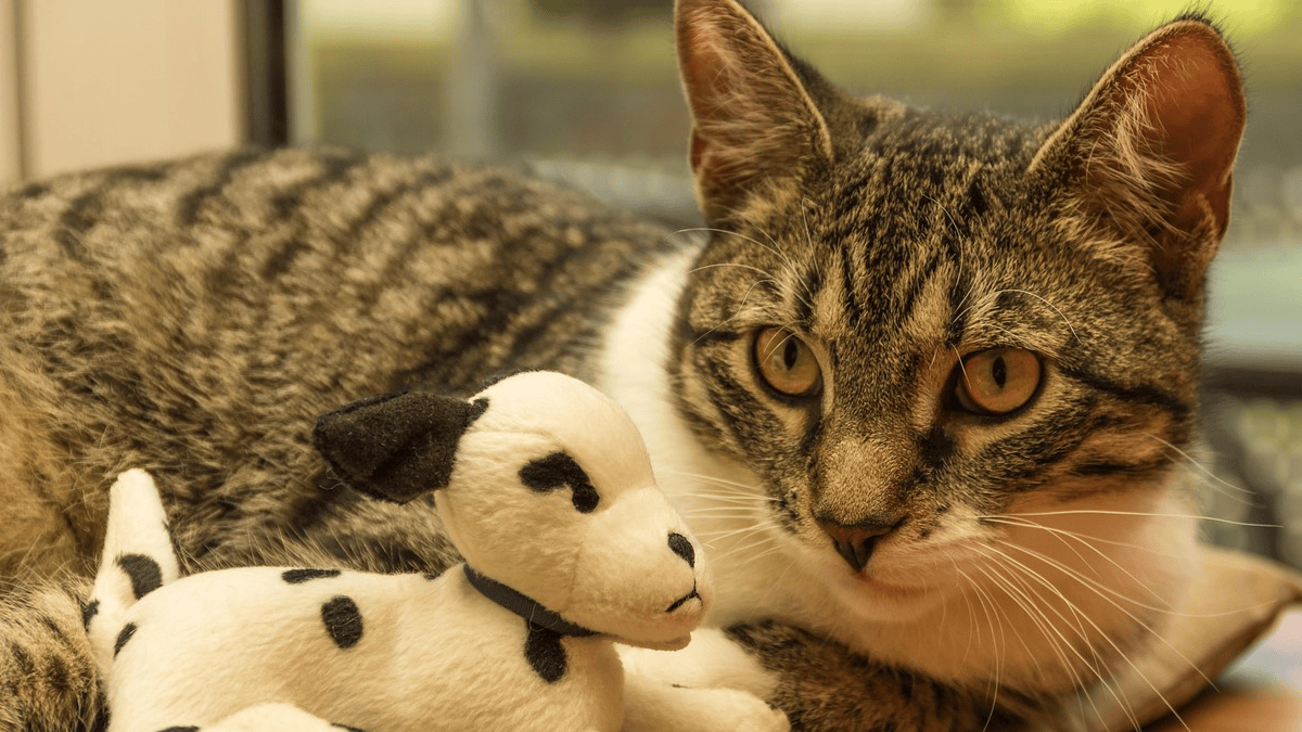 Your cat can't tell you when something is wrong, but he shows you every day