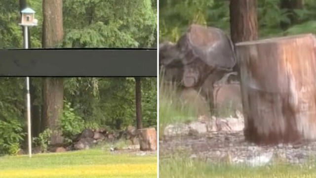 Homeowner captures rare footage after noticing strange motion on nearby ...