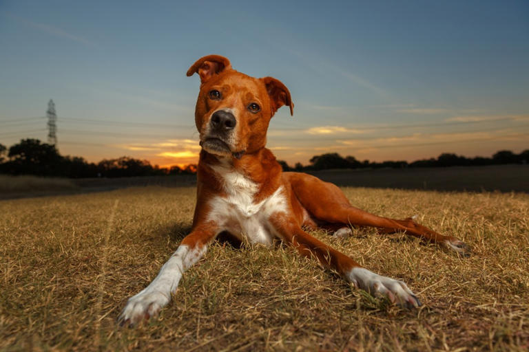 8 words that make dogs instantly panic & how to fix it, via trainers