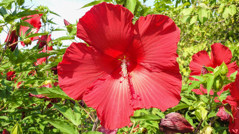 14 plants to prune in late winter for healthy, vibrant summer growth