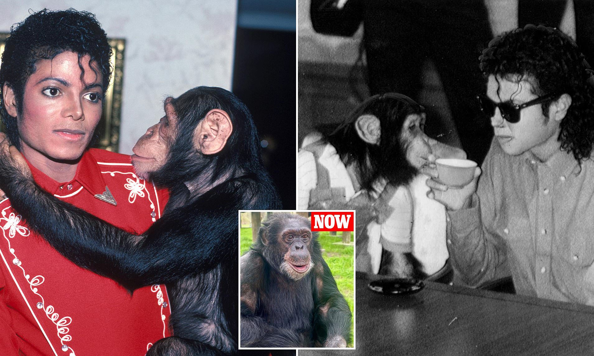 Michael Jackson's chimp Bubbles used to party all night but new photos ...