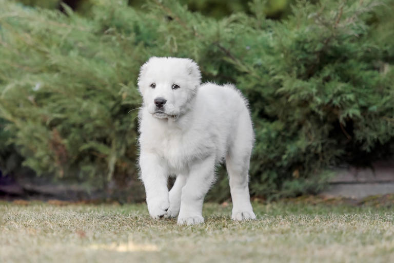 Central Asian shepherd puppy turns heads for looking like a baby polar bear