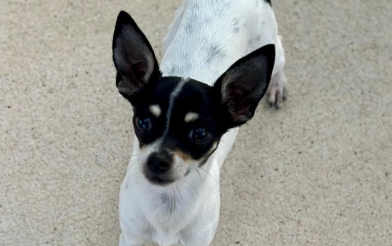 Meet Button: The 3-pound dog found living on the streets now seeking ...