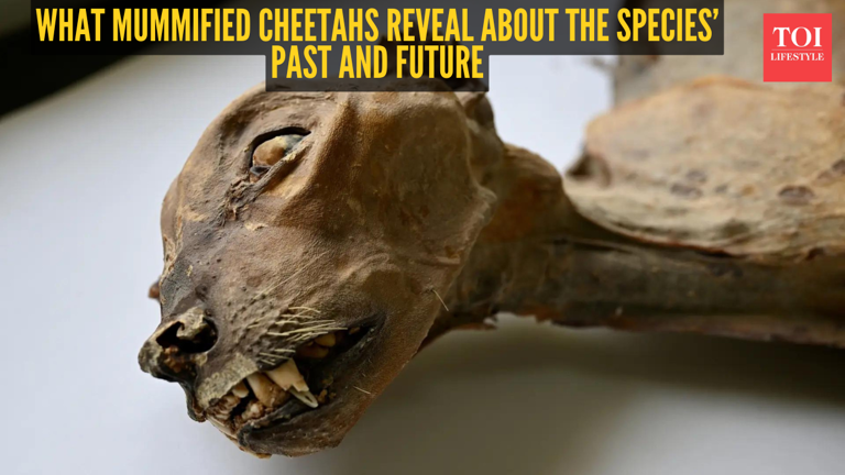 2000-year-old mummified cheetahs found in Saudi Arabian cave reveal ...