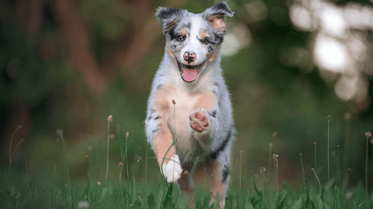 6 cosas que desearía haberle dicho a mi perro antes de que muriera