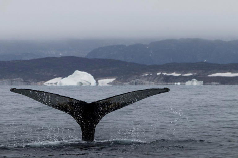 Greenland minister praises European countries for response to Trump ...