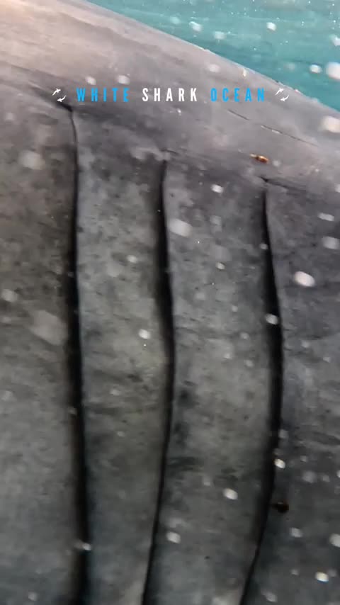 Great white coming in for a closer look