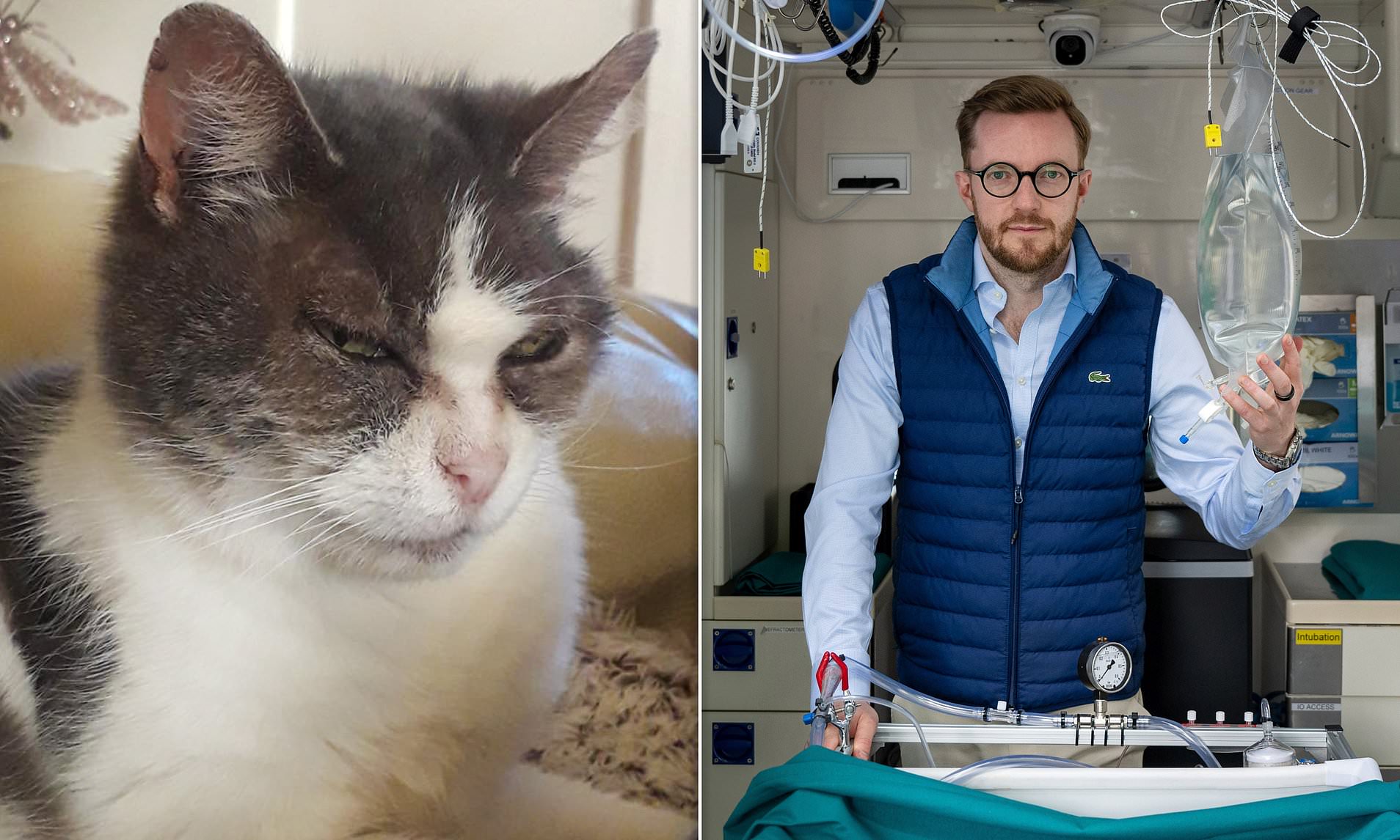 Brit pays £16,000 to have dead pet cat frozen at Swiss clinic - in ...