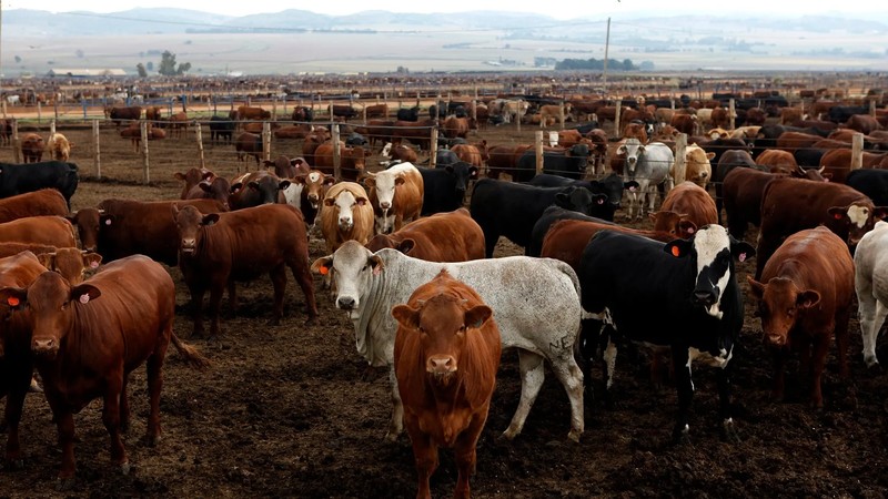 South Africa's agriculture in crisis as foot-and-mouth disease wreaks havoc