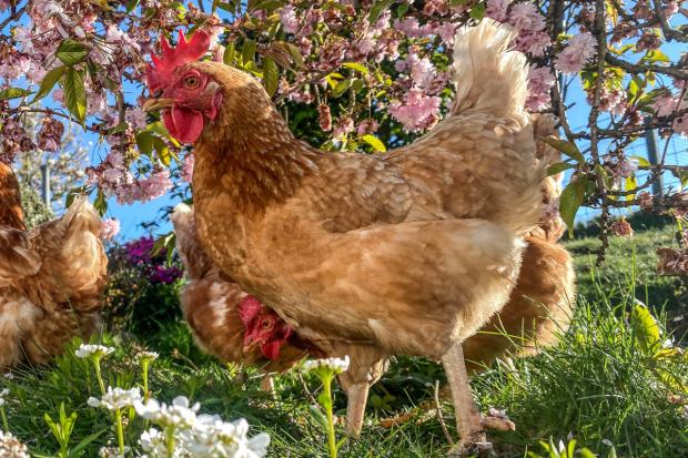 Almost 200 hens looking for new homes in Southampton