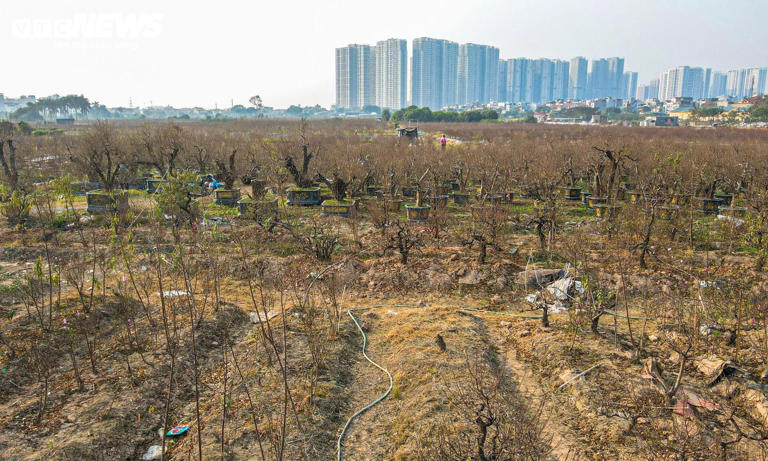 Người dân 'thủ phủ' trồng đào ở Hà Nội tất bật chuẩn bị cho Tết Nguyên đán