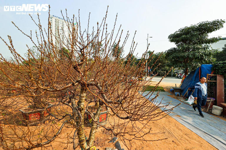 Người dân 'thủ phủ' trồng đào ở Hà Nội tất bật chuẩn bị cho Tết Nguyên đán