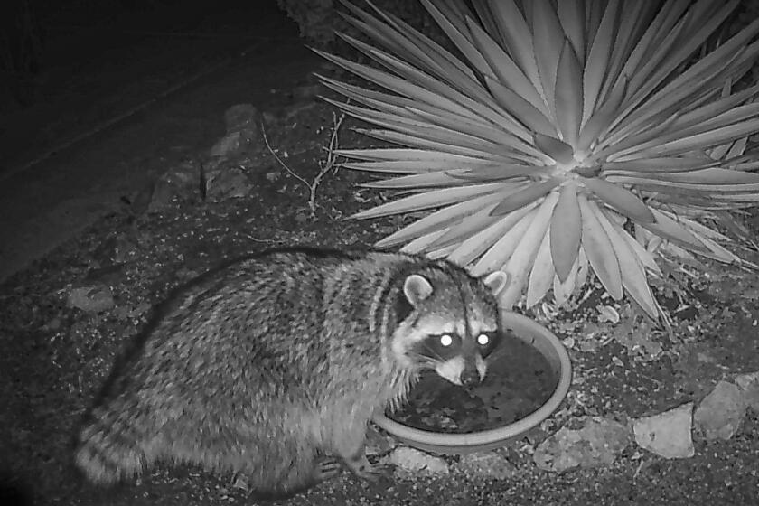 Brain-infecting 'raccoon roundworm' parasite found in dog in San ...