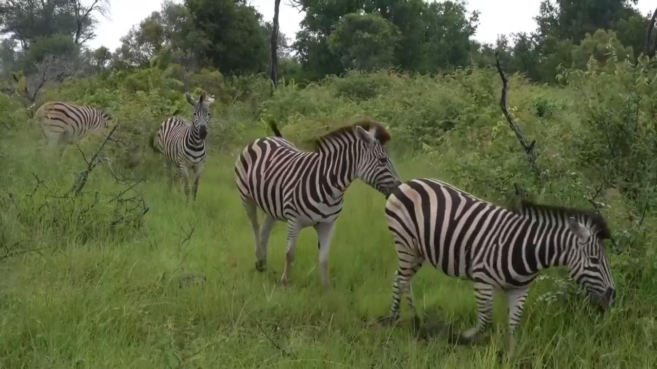 Kruger National Park in South Africa stops visitors due to flooding