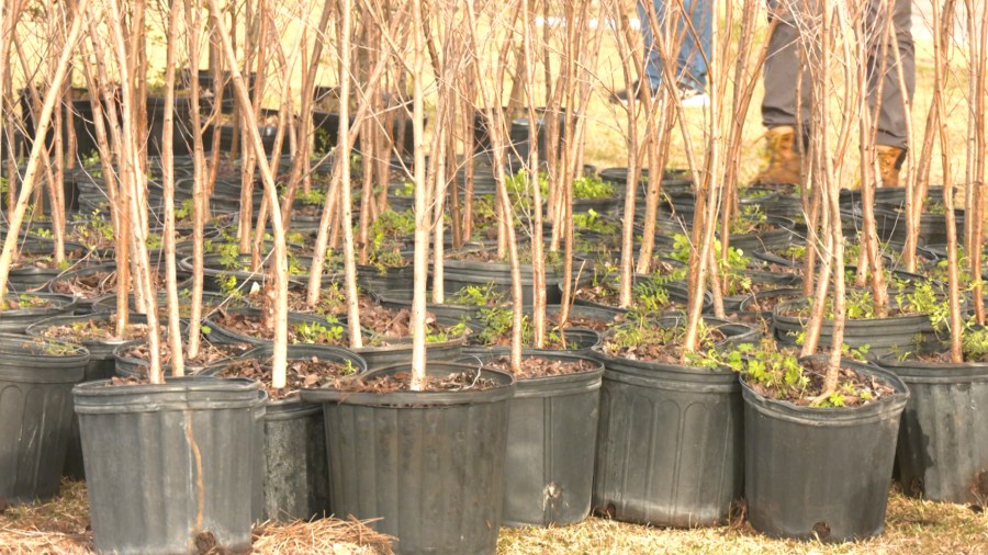 1st tree giveaway of 2026 in Bay County