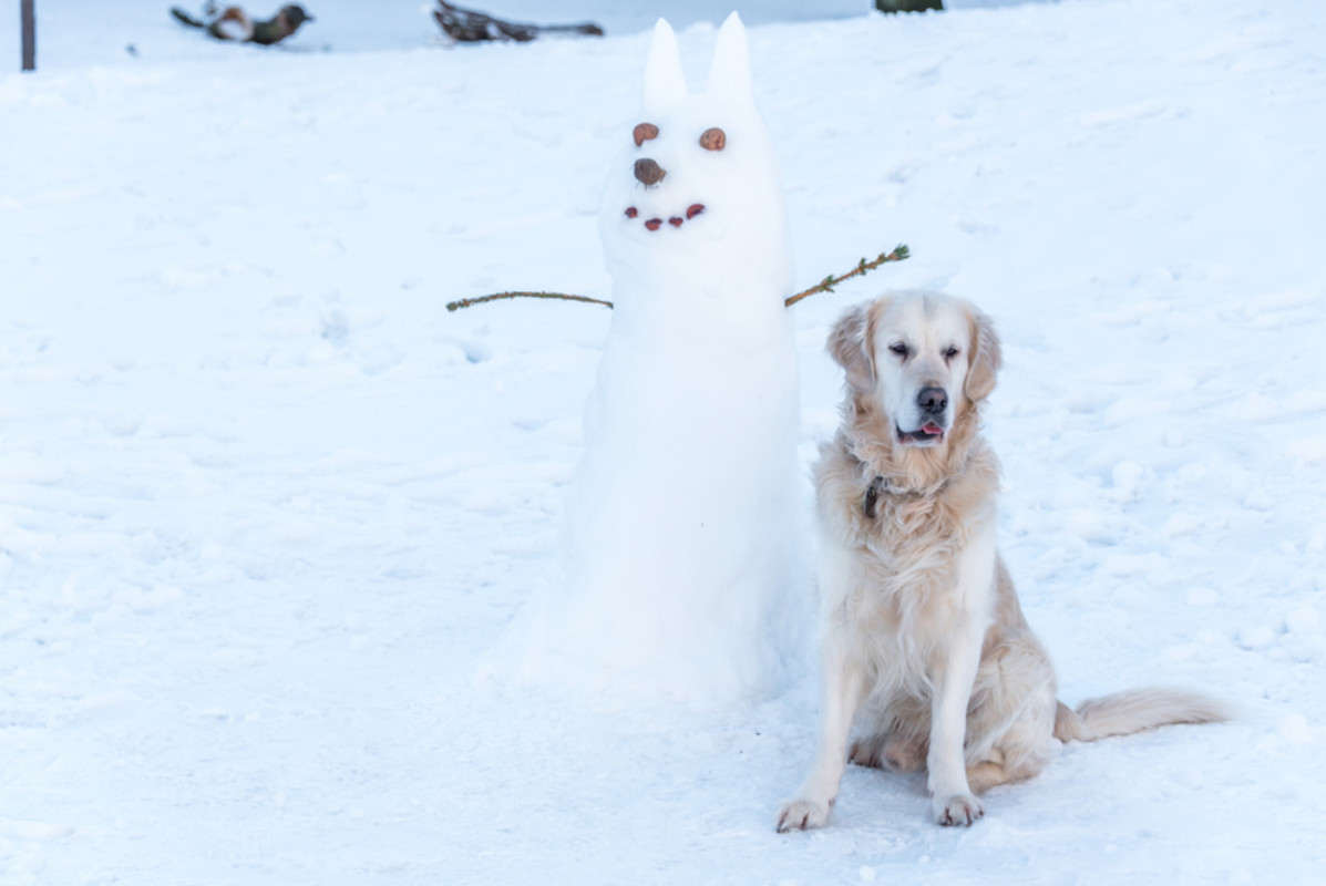 Golden retriever meeting her first snowman is too cute for words