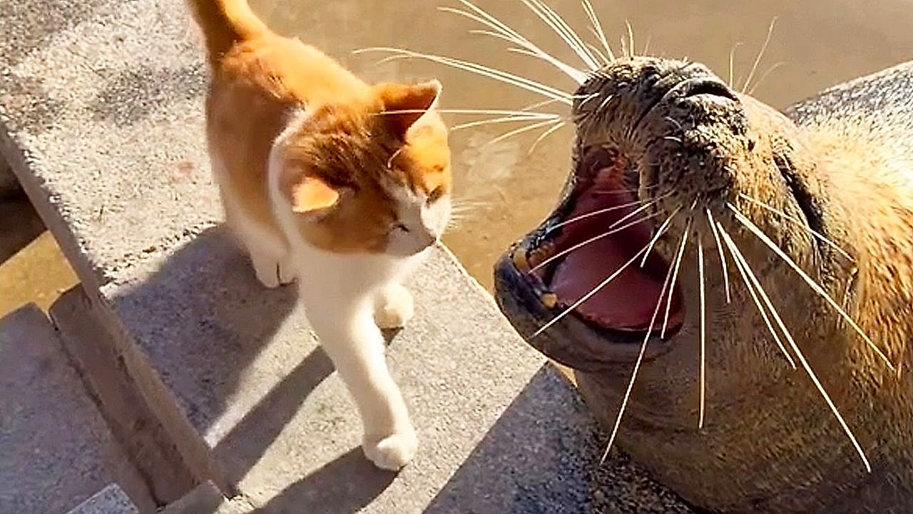 Bei der Fütterung: Freche Katze geht Robben auf die Nerven