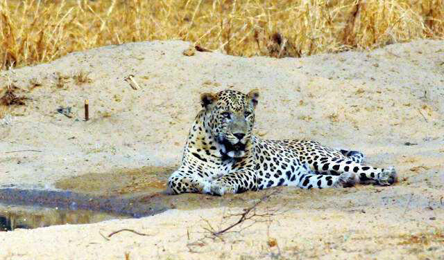 Leopard attack claims life of young woman in Sohagirwa Wildlife Sanctuary