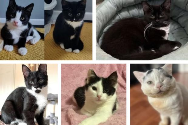 Eight adorable rescue kittens eager to find forever homes in Swindon