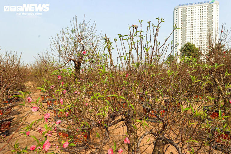 Người dân 'thủ phủ' trồng đào ở Hà Nội tất bật chuẩn bị cho Tết Nguyên đán