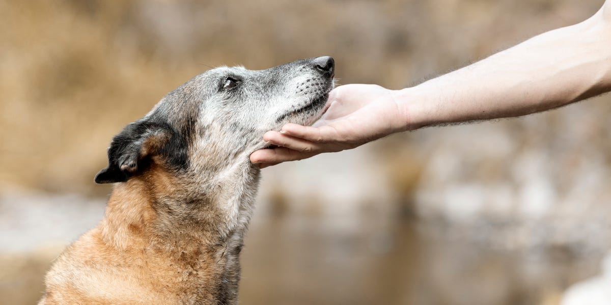 No, you’re not wrong to grieve your dog like family – and science agrees