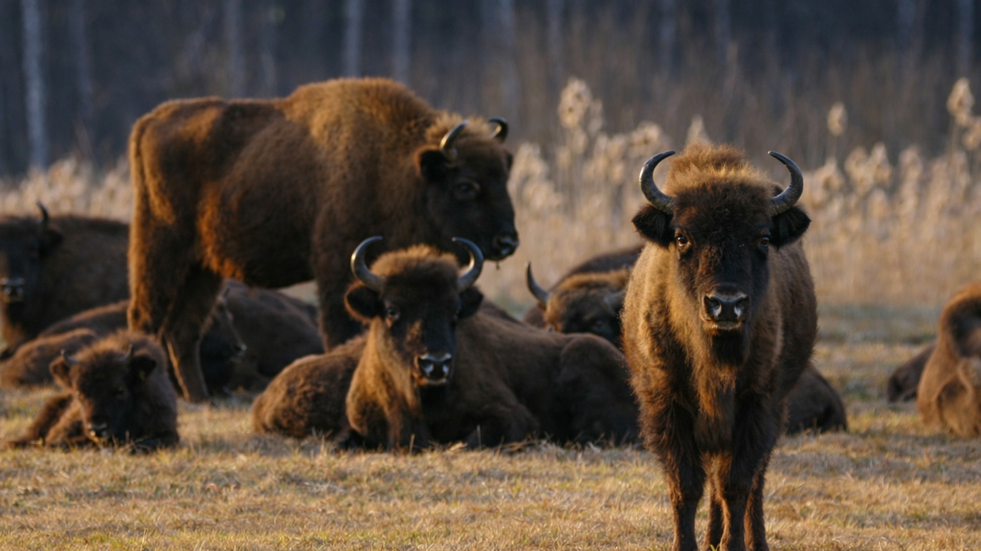 Diese Bisons haben mich die ganze Zeit beobachtet