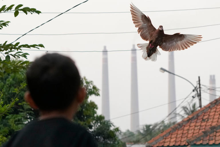 Feathered fortunes: inside Asia’s richest pigeon race