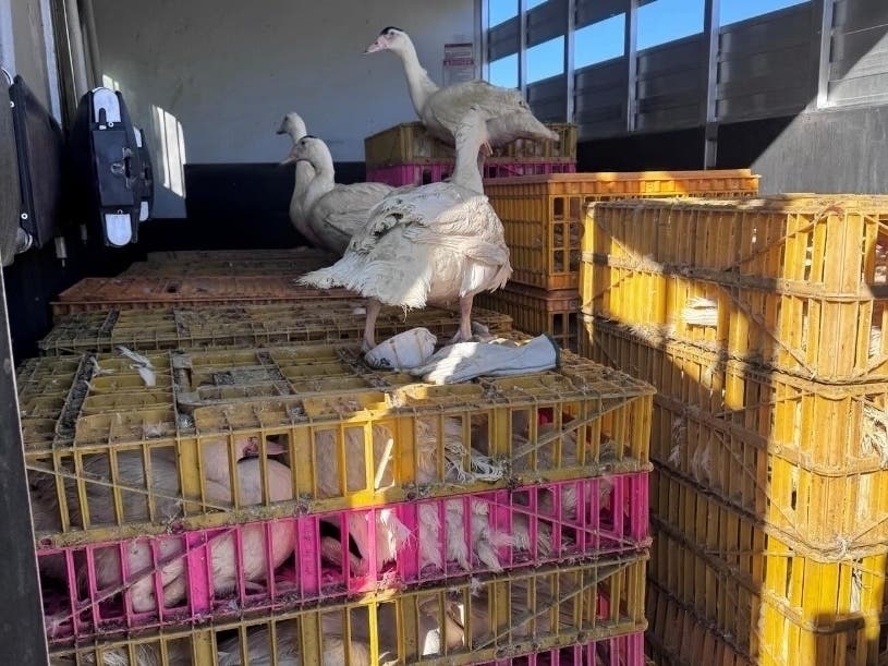 Family killed in their home | 200 ducks rescued from dead man's truck ...