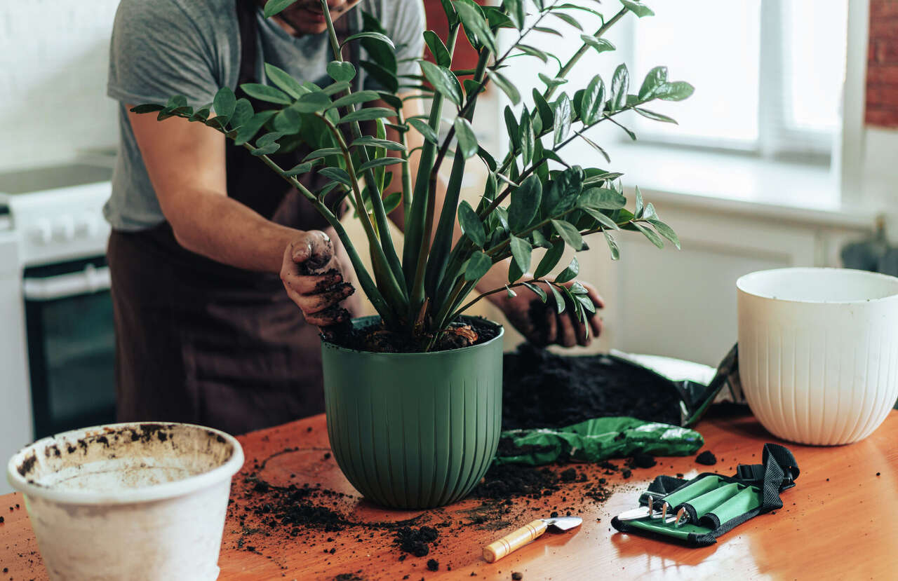 Putting a spotlight on the ZZ plant