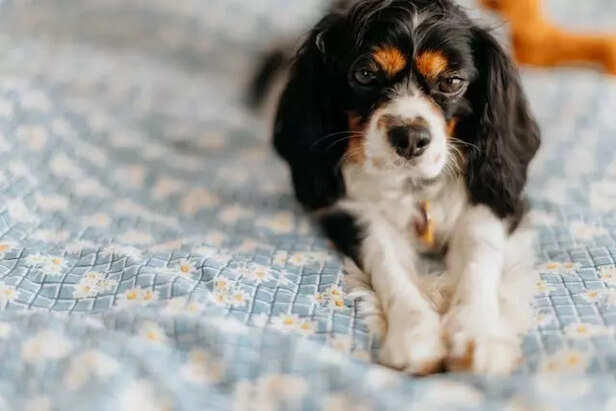 5 dog breeds that match an introvert’s quiet lifestyle