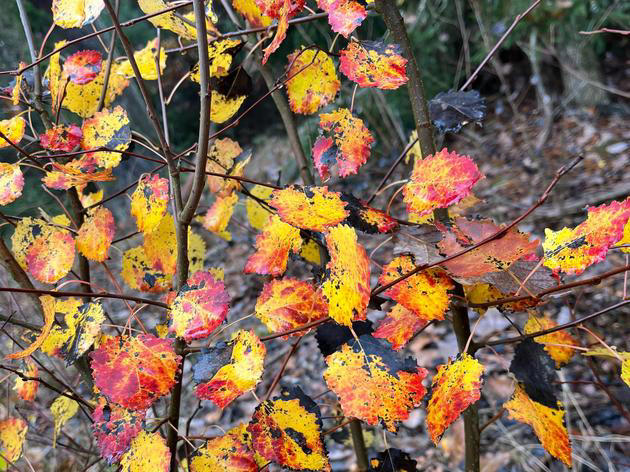 Die Espe ist Baum des Jahres und flächig in Waldeck-Frankenberg vertreten