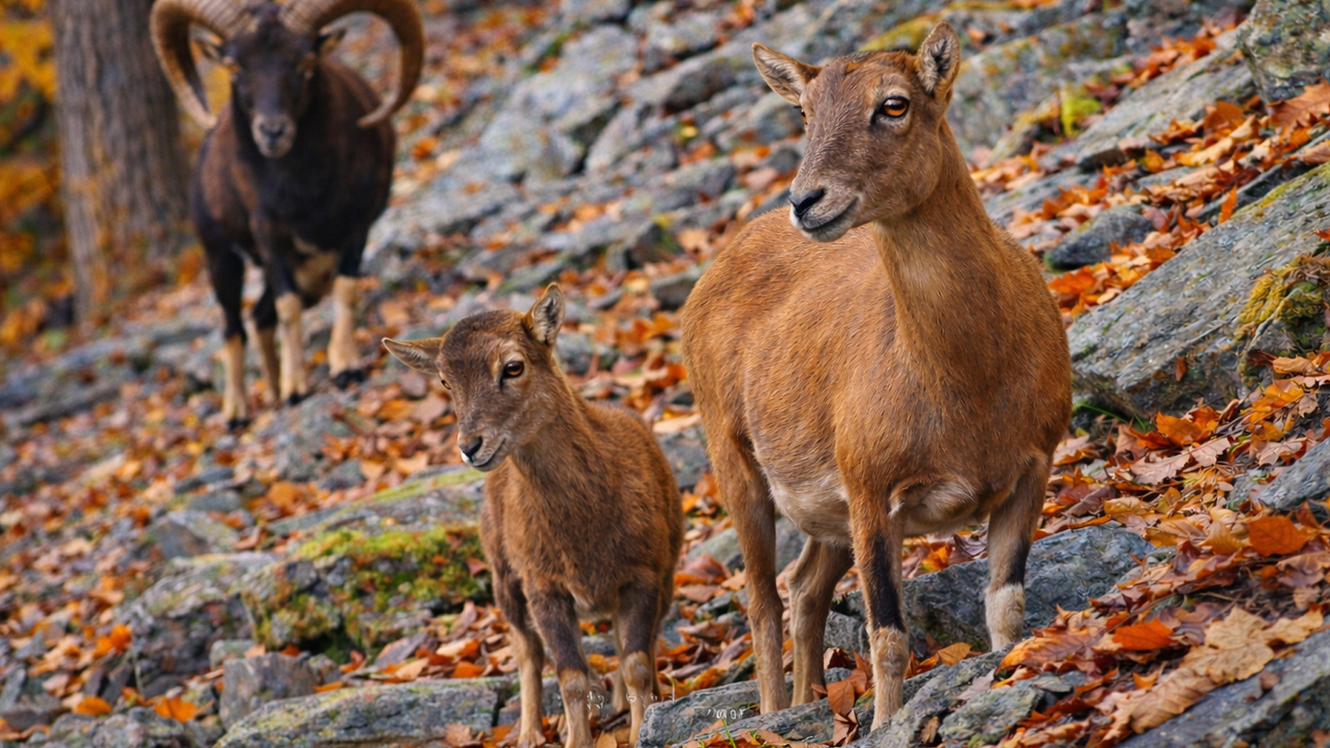 Tiere vor meiner Wildkamera nach 7 Tagen
