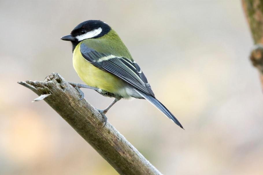 RSPB Big Garden Birdwatch 2026 returns as West Yorkshire urged to make ...