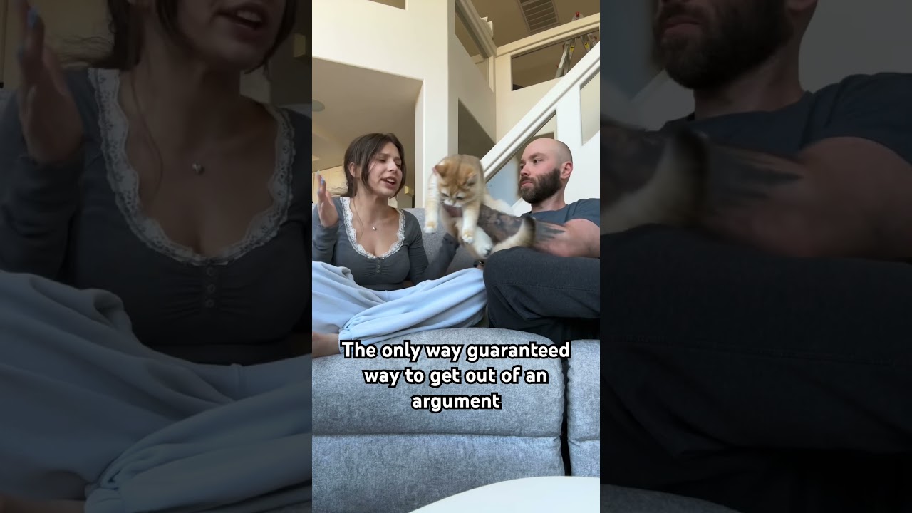 Handing your girlfriend a kitten can end any argument