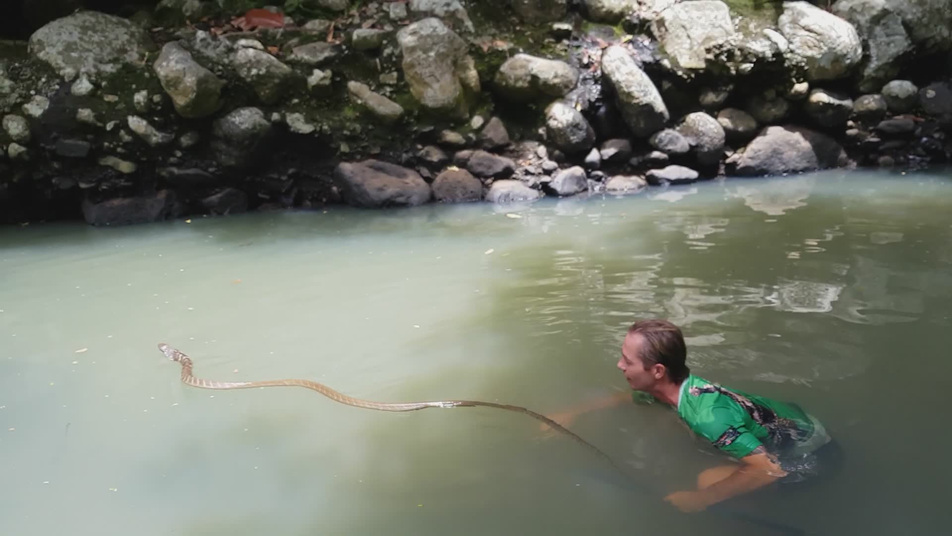 King cobra hunting and consuming snakes