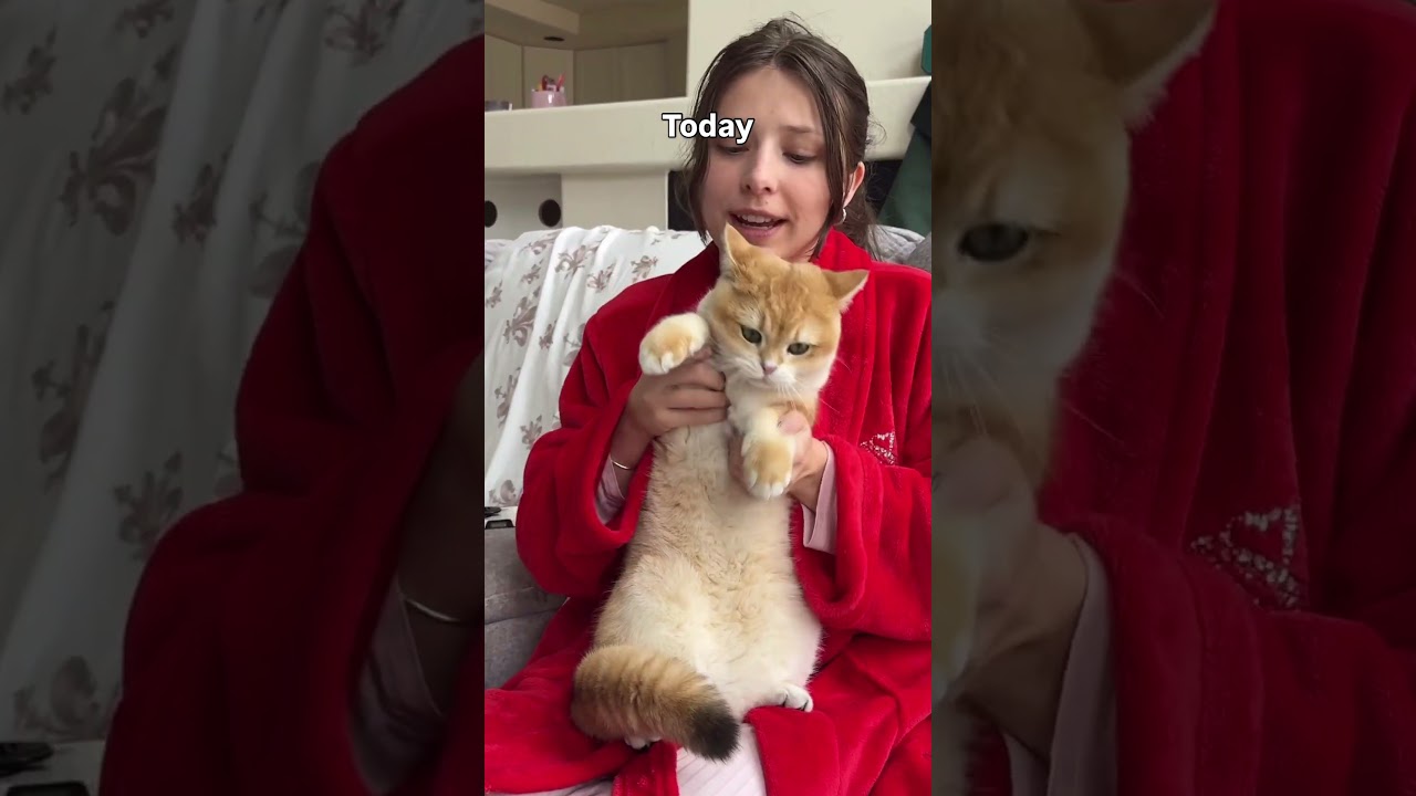 Celebrating one year of chaos with our mischievous cat