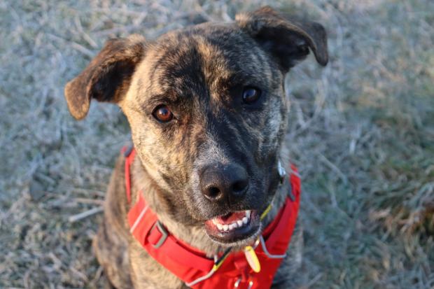 Meet Brody the playful snugglebug searching for his forever home