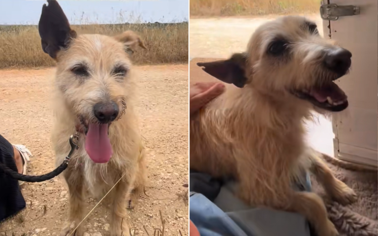 Senior dog spent two years in shelter, then one walk changed everything