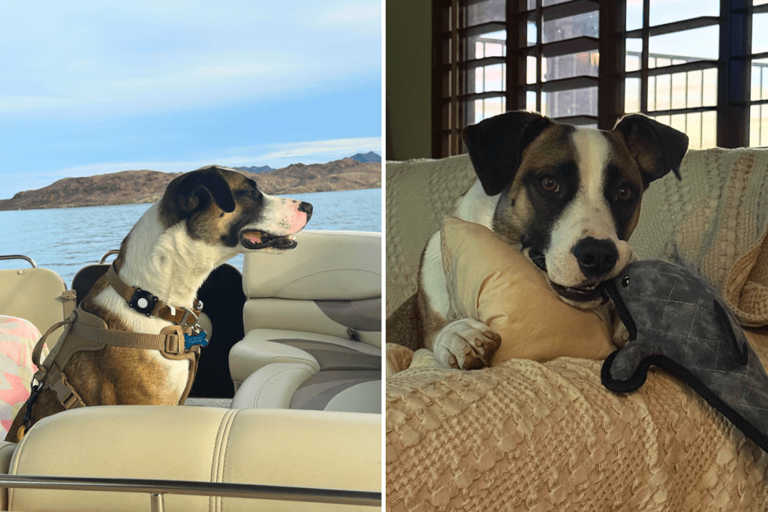 Dog cruelly tossed out moving truck in LA—then a stranger read his story
