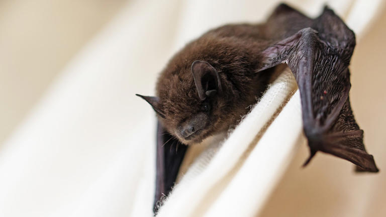 7 signs that bats are living in your home (and what you can do about it)
