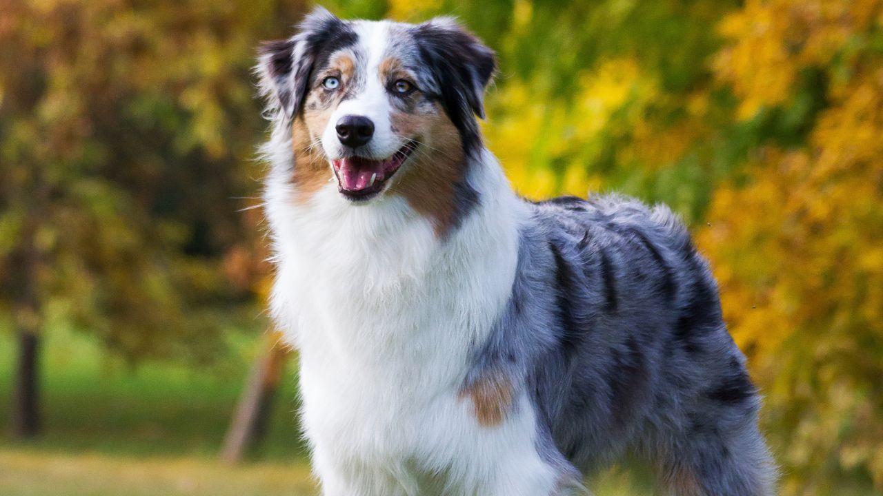 15 dog breeds people pick after obsessing over research