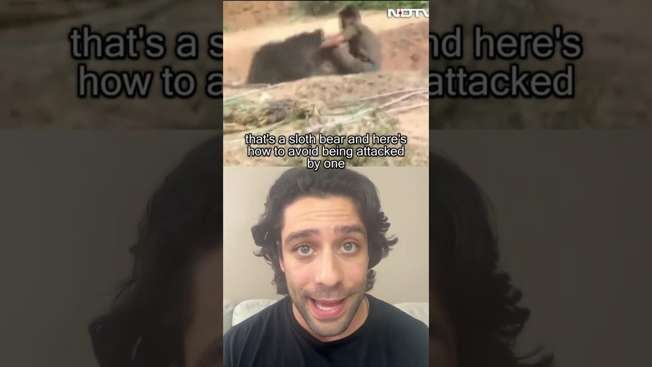 The most aggressive bear in the world and how to stay safe