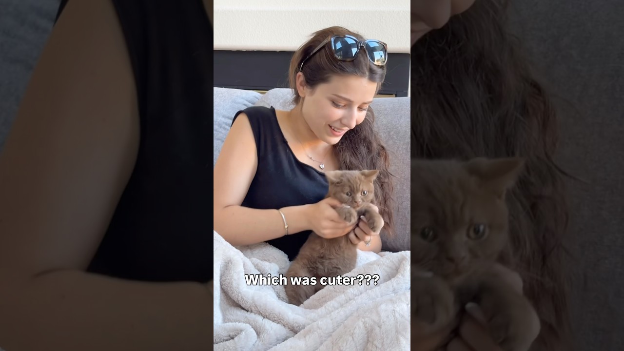 See tiny felines compete in ultimate cuteness showdown