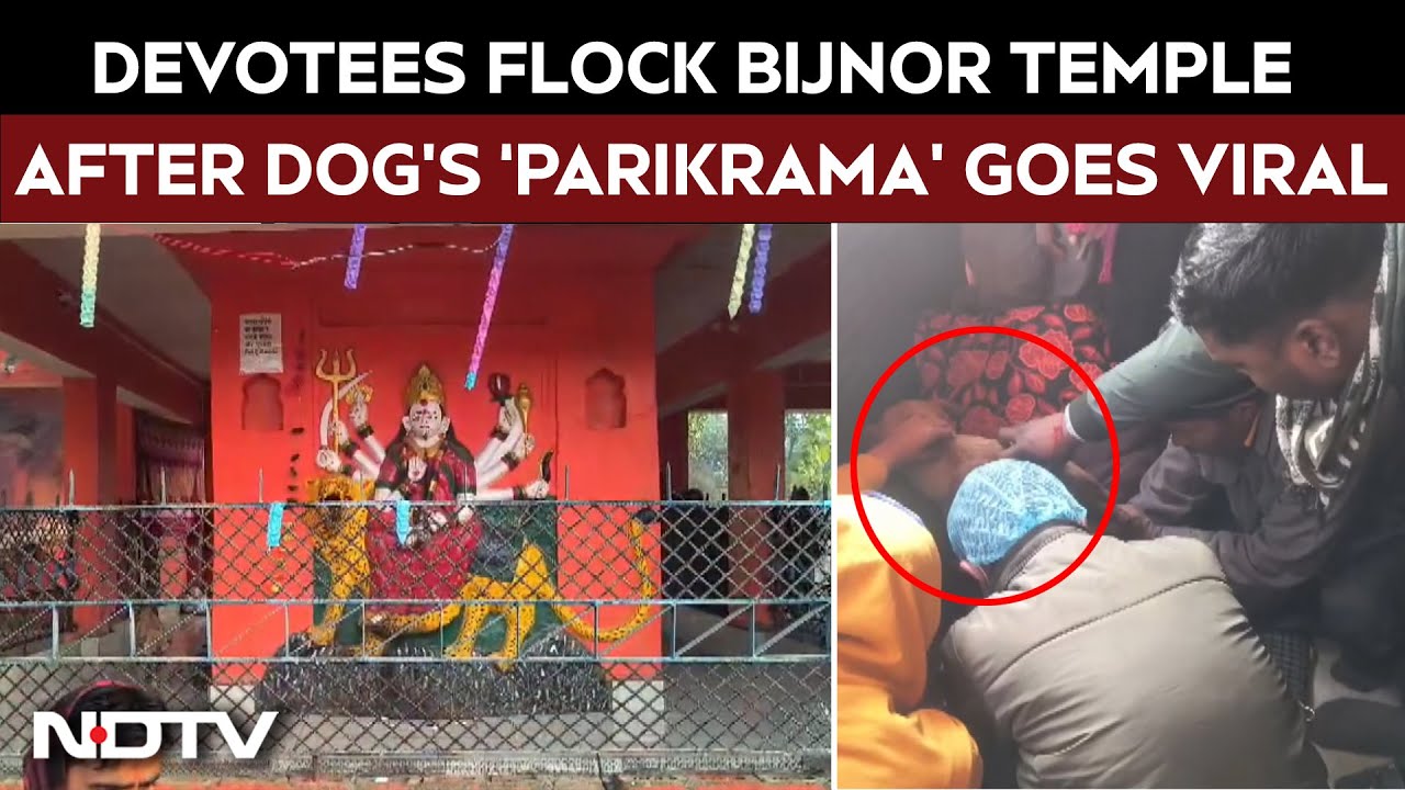 UP news | Stray dog's parikrama around Bijnor temple sparks faith ...