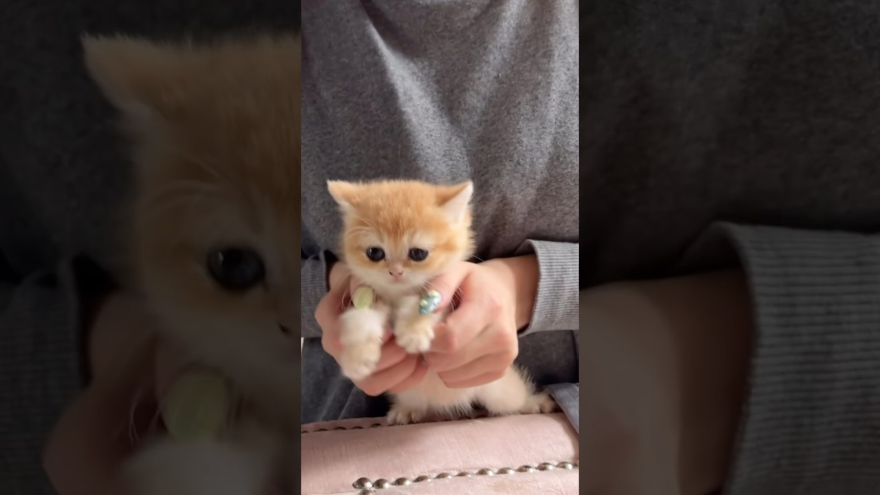 Tiny kitten wins hearts with brand-new adorable name