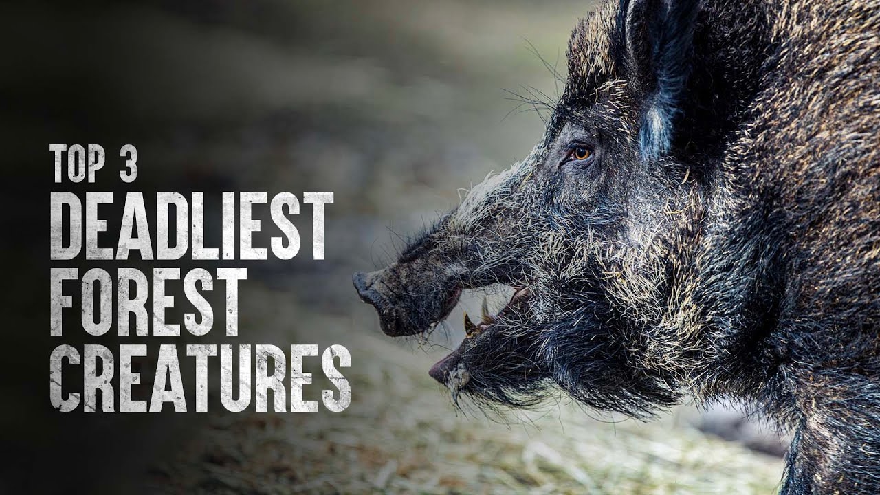 How to survive dangerous encounters with forest creatures