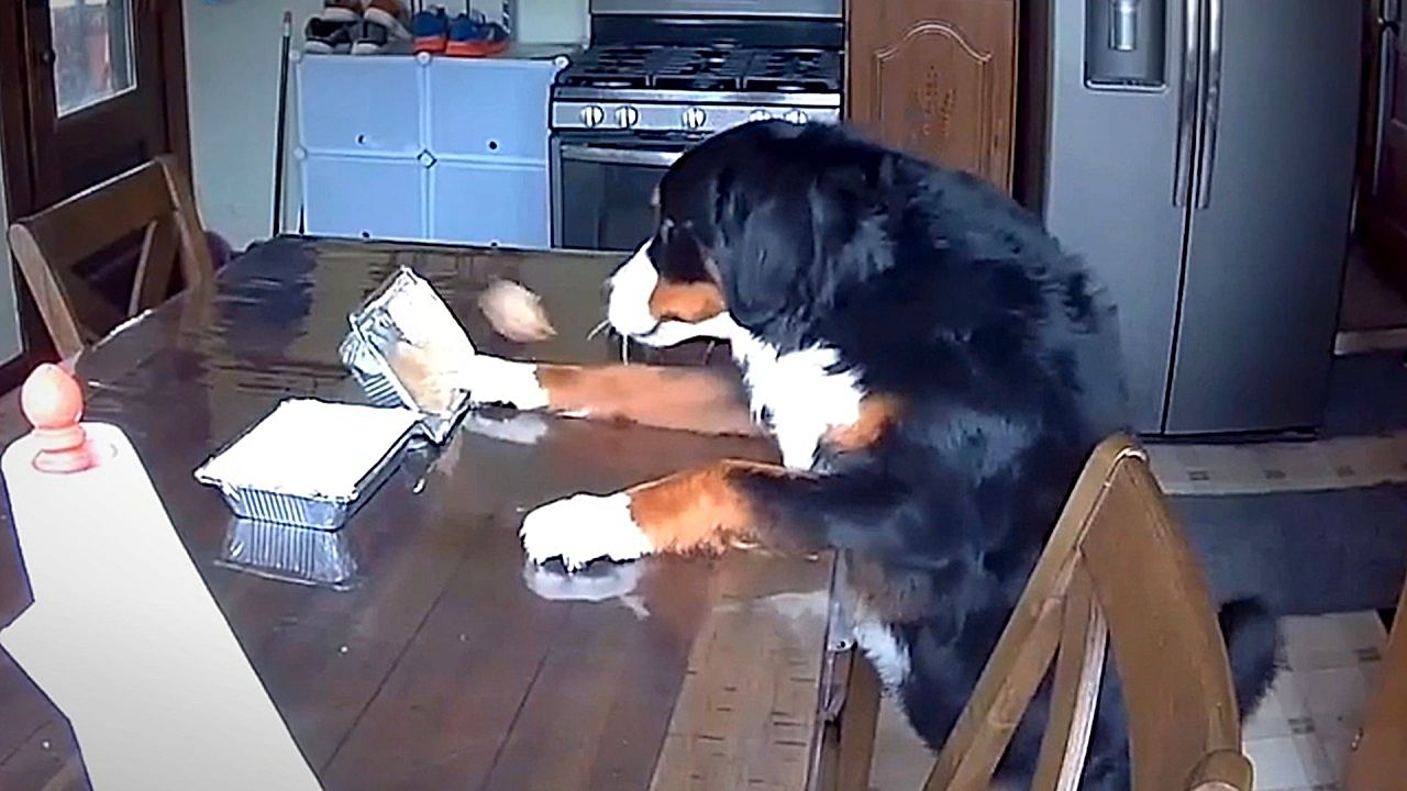 Clever dog snags treat with paw