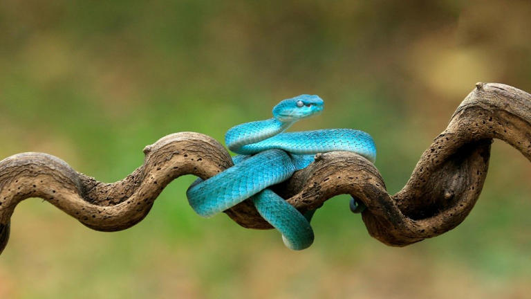 List of 9 animal names starting with V