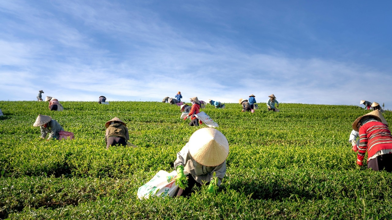 Organic farming: The beginning of a new farming era